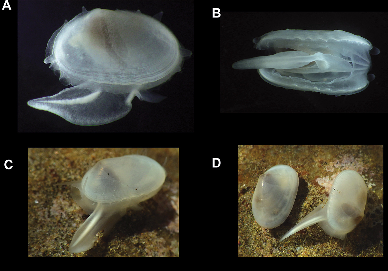 GISMETEO: У калифорнийских берегов обнаружили редкого моллюска ...