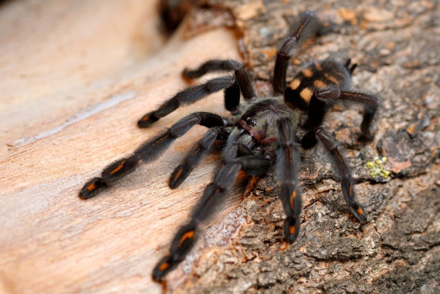 GISMETEO: Ученые обнаружили новые виды тарантулов, дни которых уже сочтены