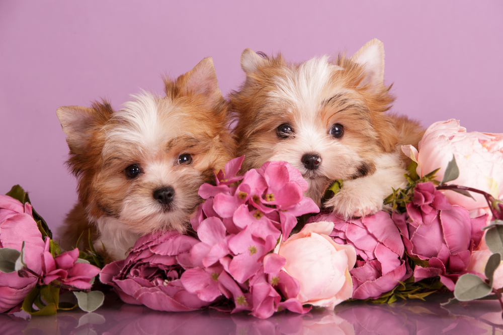 Five Rare Russian Dog Breeds - News Directory 3