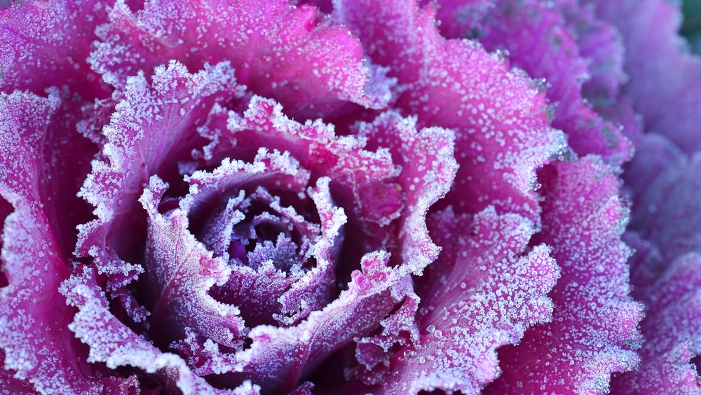 GISMETEO: Заморозки накрыли большую часть Черноземья