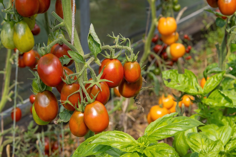 GISMETEO: Эксперт предупредила о скрытой угрозе переспелых овощей